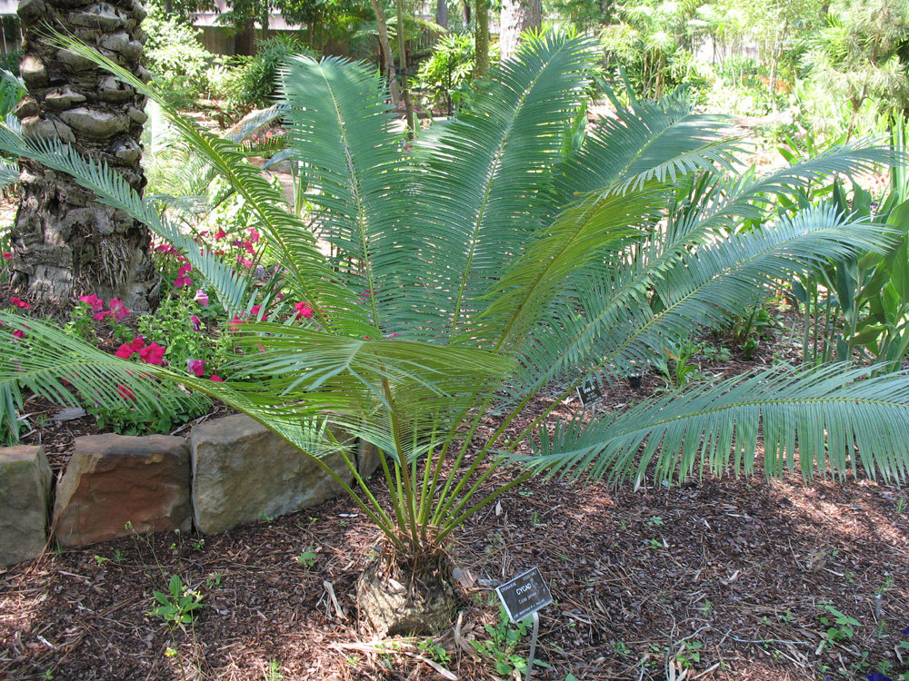 Online Plant Guide - Cycas petraea / Loei Cycad